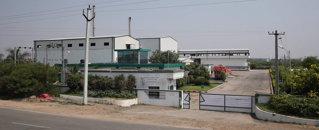 Seeds - Manufacturing